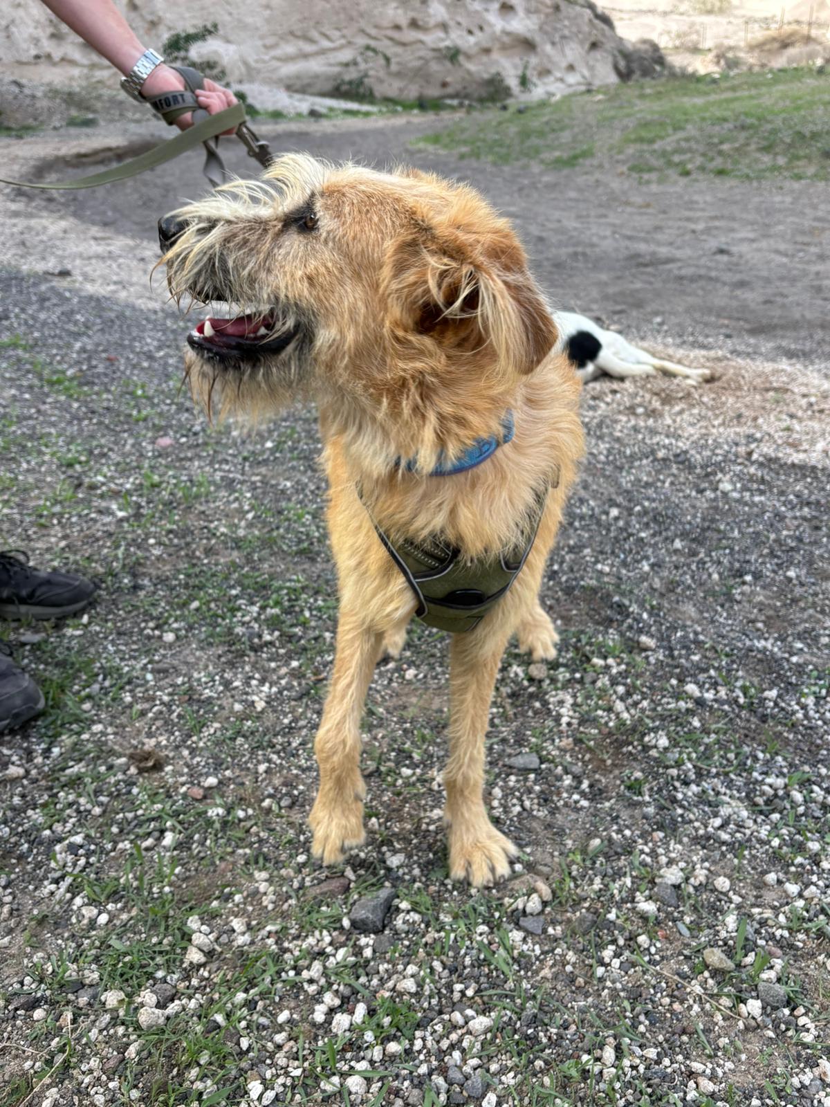 Freddy II - Hunde in Not Rhein Main