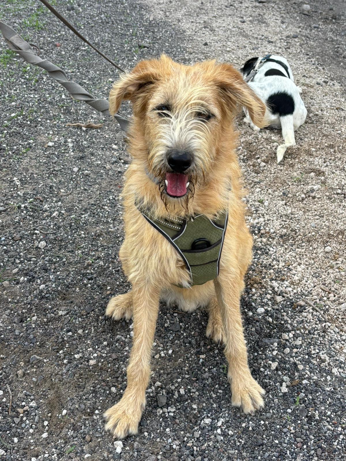 Freddy II - Hunde in Not Rhein Main