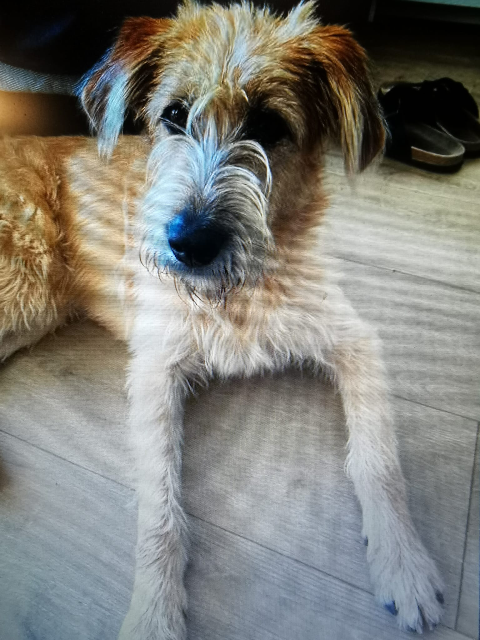 Freddy II - Hunde in Not Rhein Main